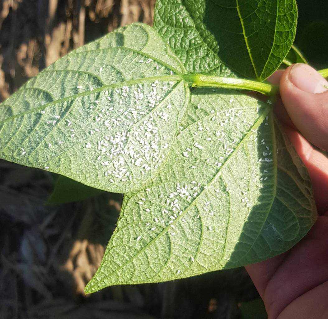 potato pests Archives - Cropserve